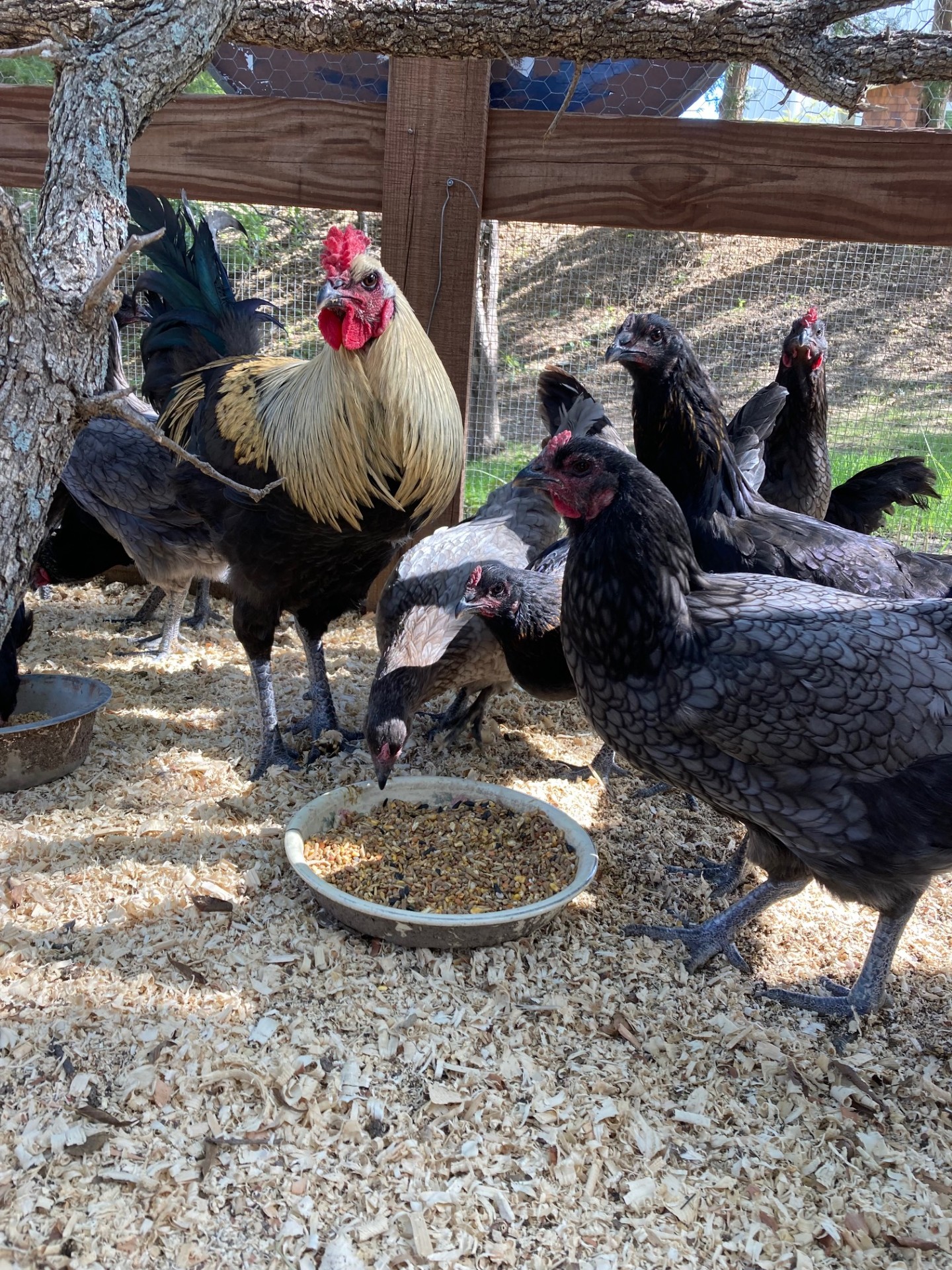 Belgian Liege Fighter Game Fowl – Rafter H Farm