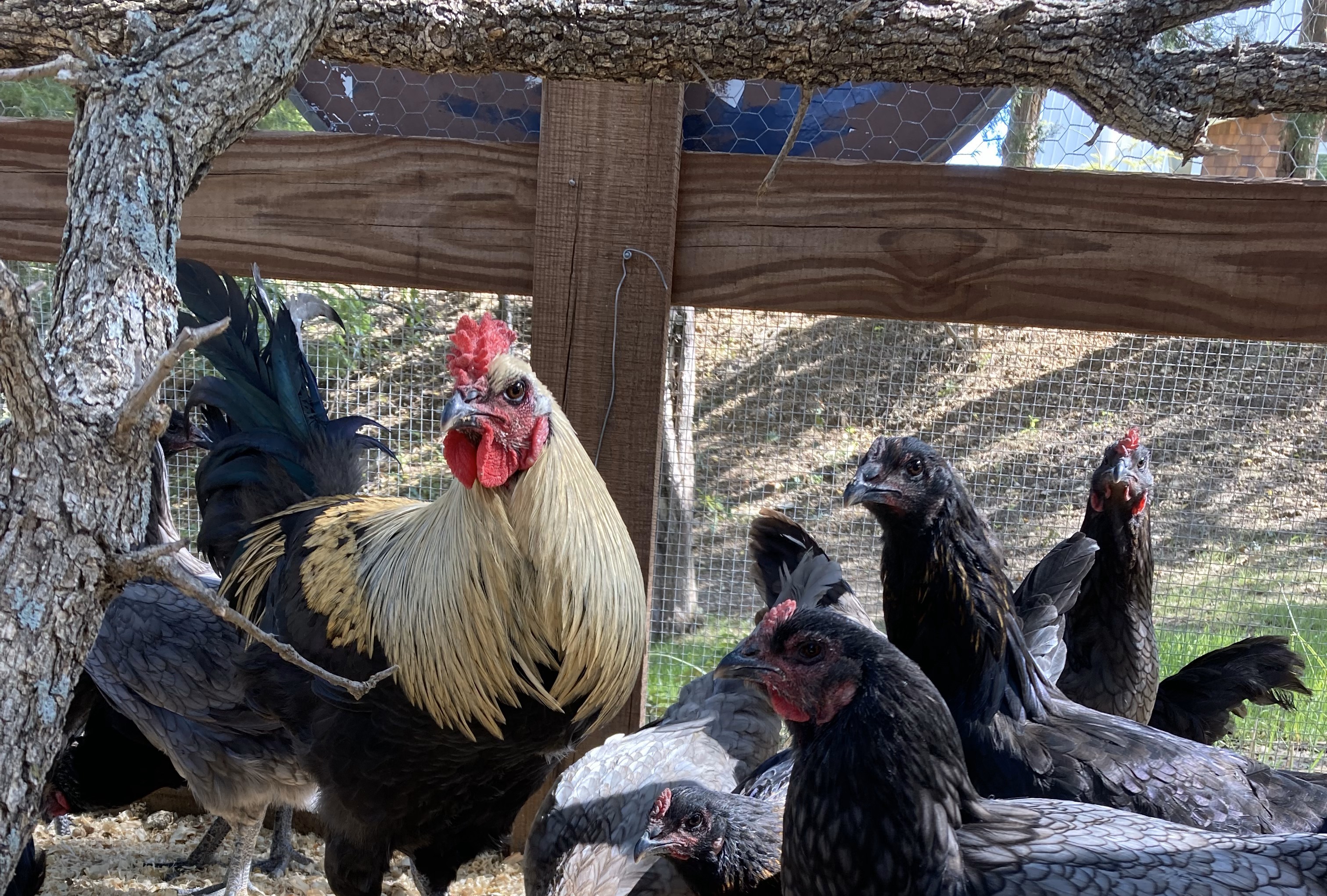 Raising Belgian Liege Fighter Chickens: Powerful, Protective and ...