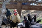 Raising Belgian Liege Fighter Chickens: Powerful, Protective and ...
