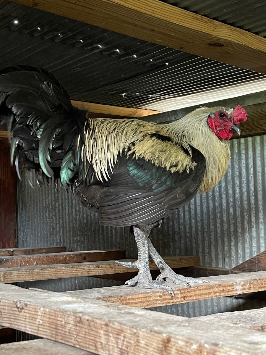 Raising Belgian Liege Fighter Chickens: Powerful, Protective and ...