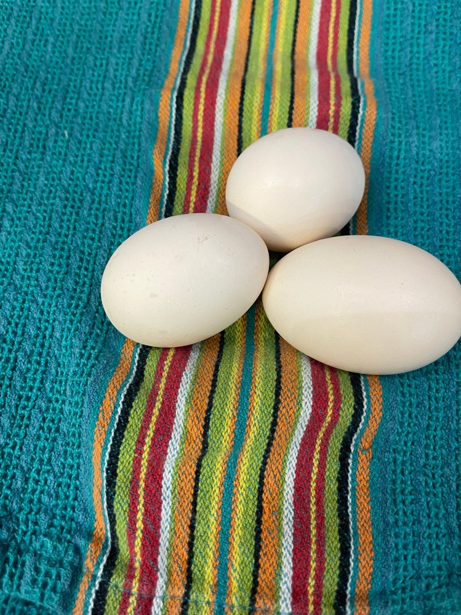 Raising Belgian Liege Fighter Chickens: Powerful, Protective and ...