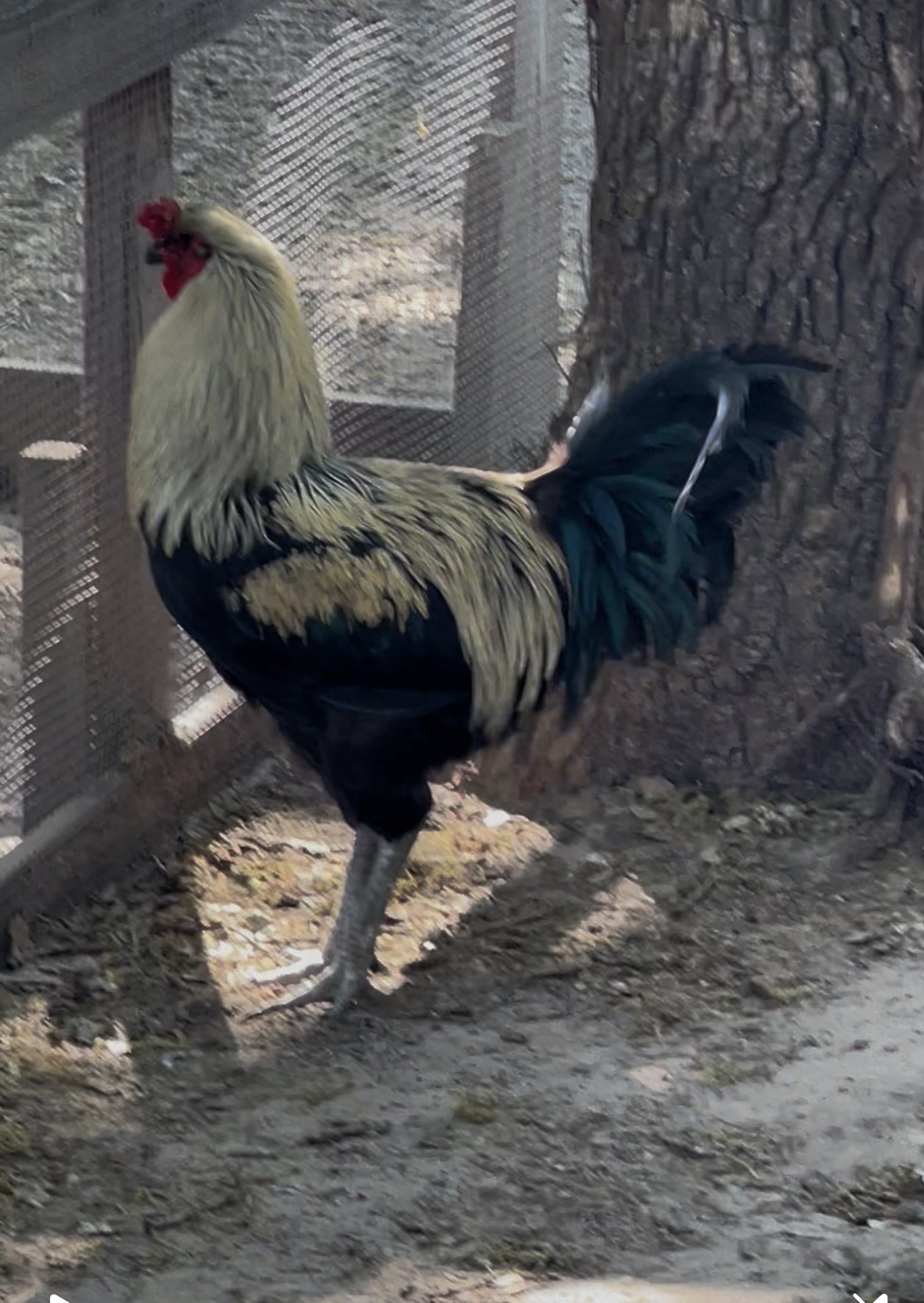 Raising Belgian Liege Fighter Chickens: Powerful, Protective and ...