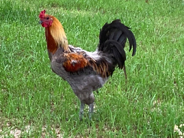 Raising Belgian Liege Fighter Chickens: Powerful, Protective and ...