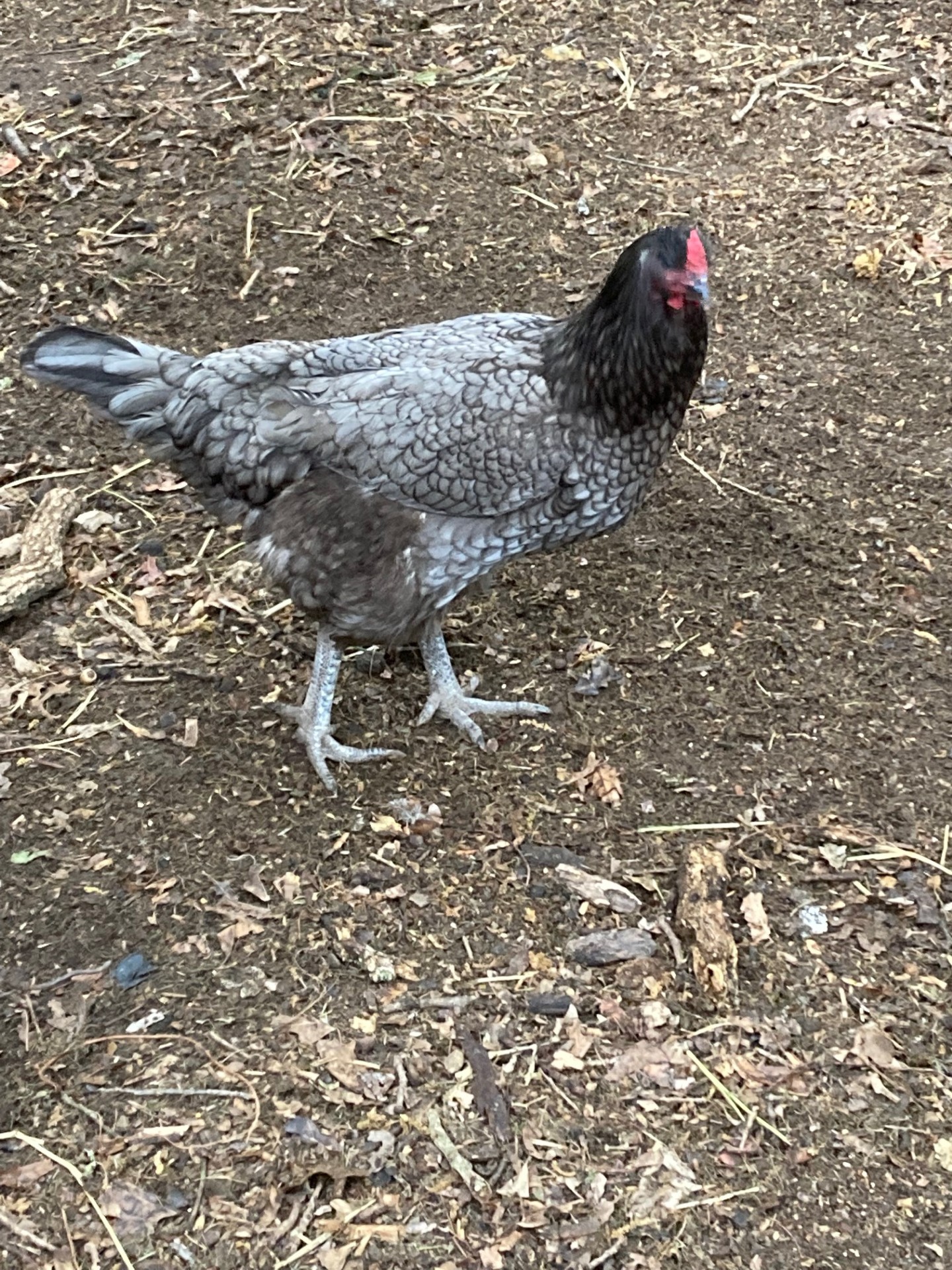 Raising Belgian Liege Fighter Chickens: Powerful, Protective and ...