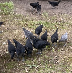 Raising Belgian Liege Fighter Chickens: Powerful, Protective and ...