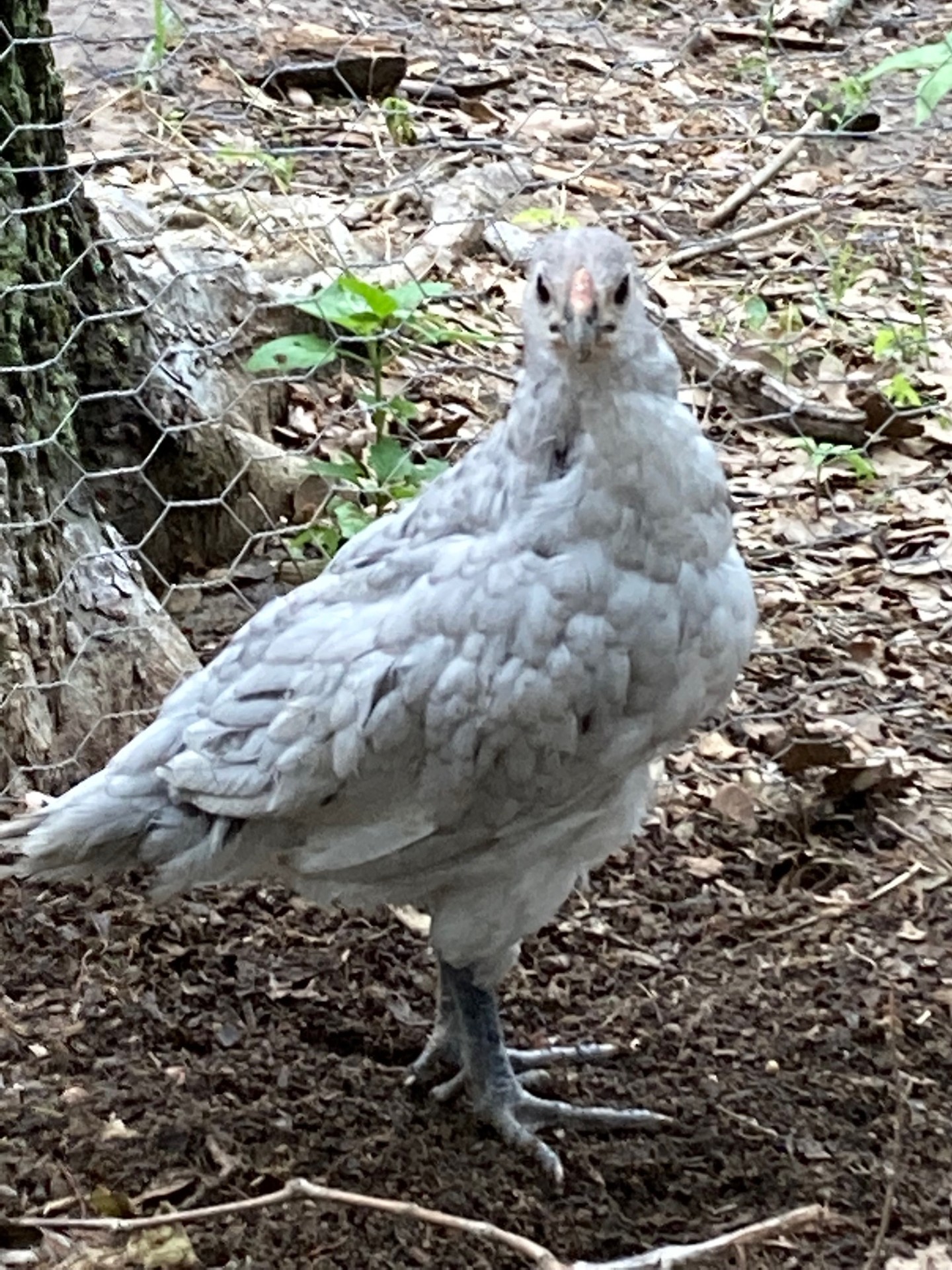 Raising Belgian Liege Fighter Chickens: Powerful, Protective and ...